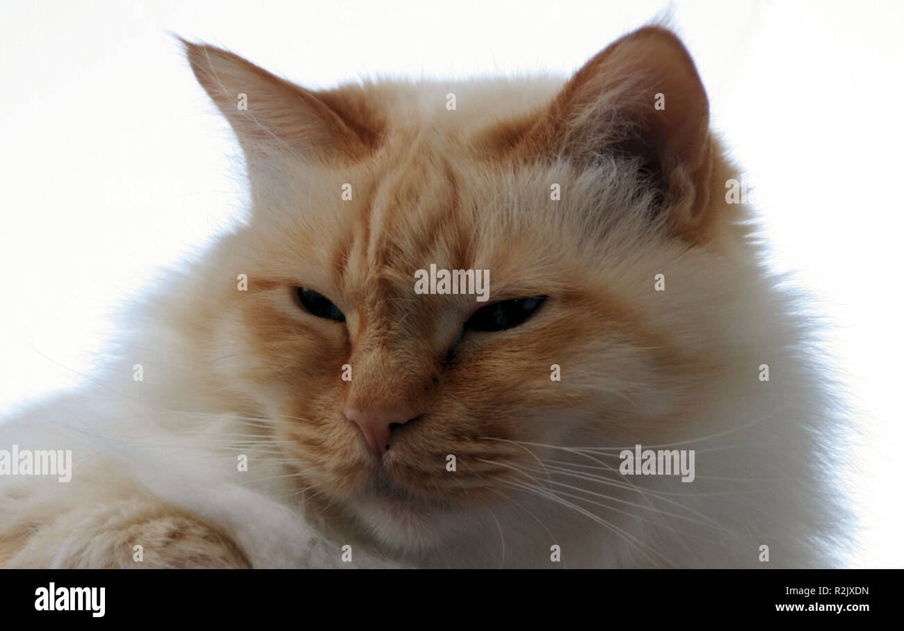 i am still tired Stock Photo - Alamy