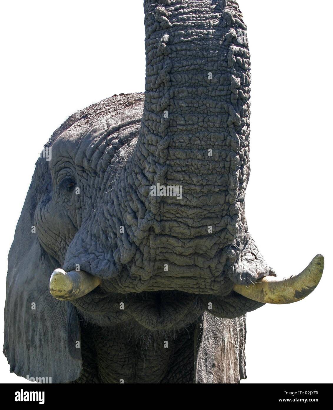 Elephant laughs hi-res stock photography and images - Alamy