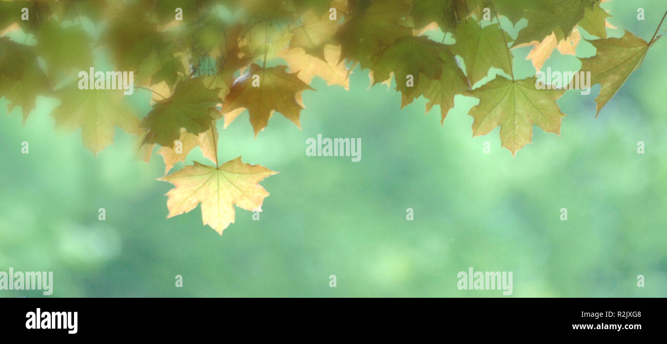 Summer_sun hi-res stock photography and images - Alamy