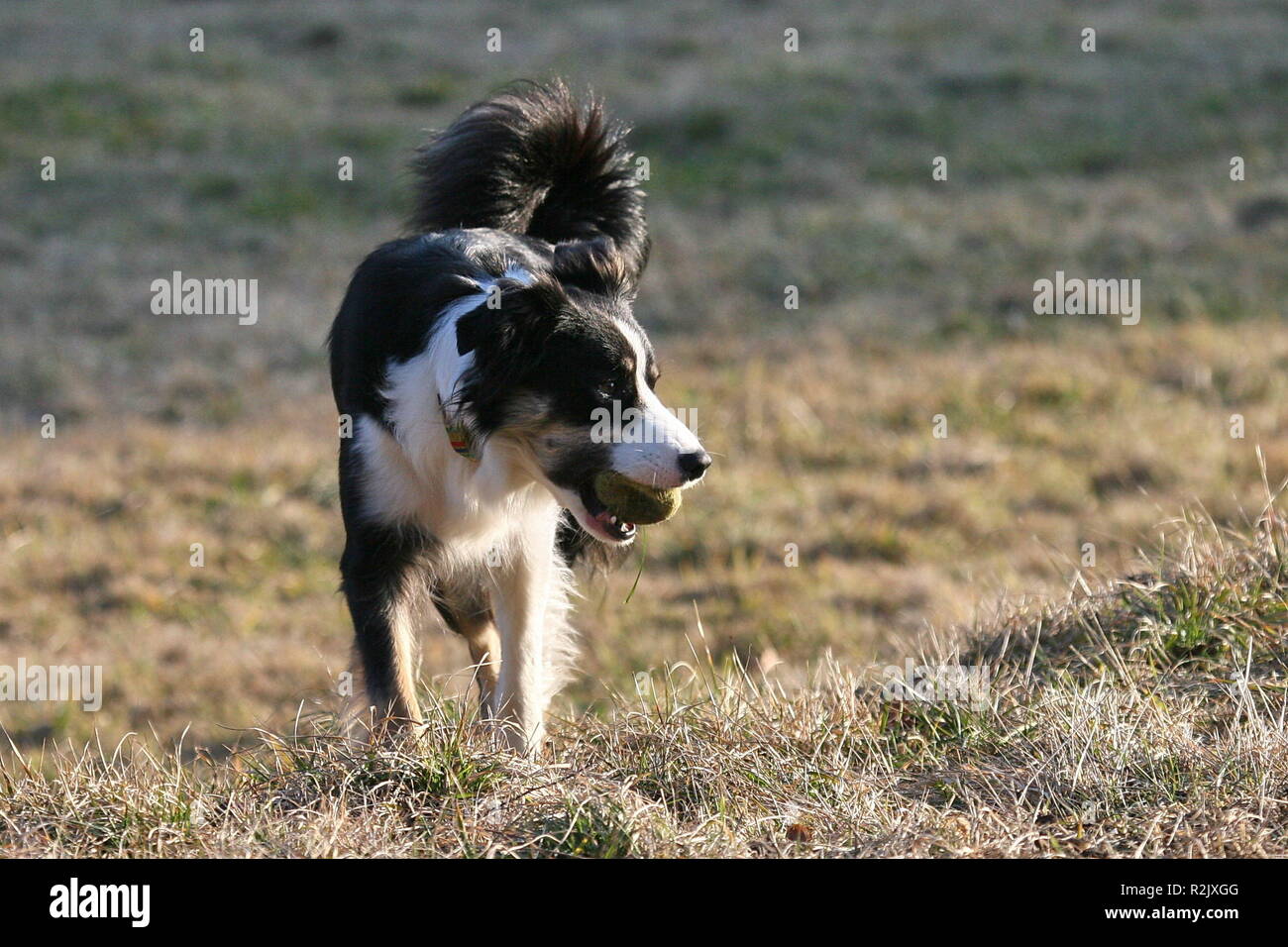 Waldi hi-res stock photography and images - Alamy