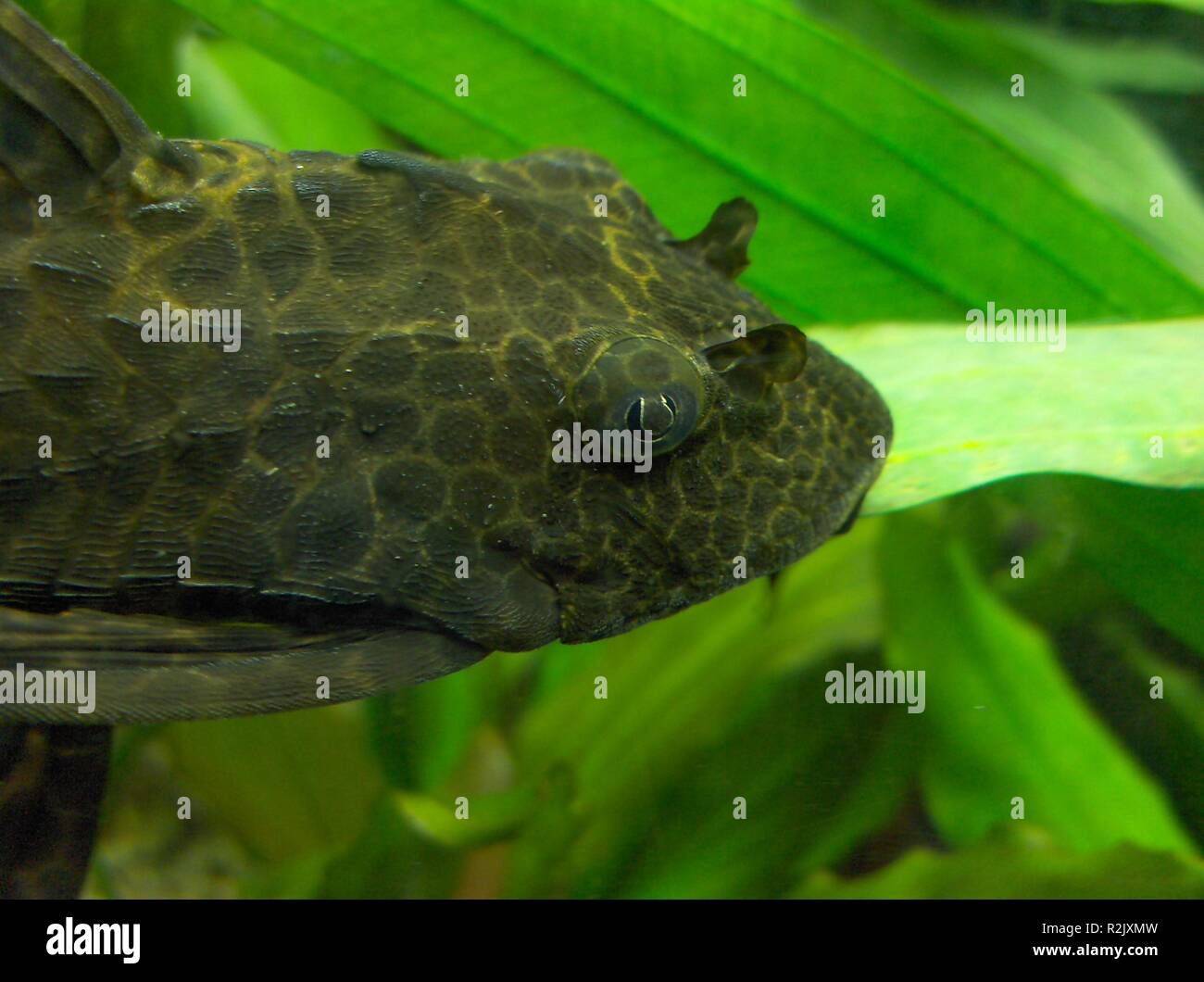 disk cleaner fish Stock Photo - Alamy