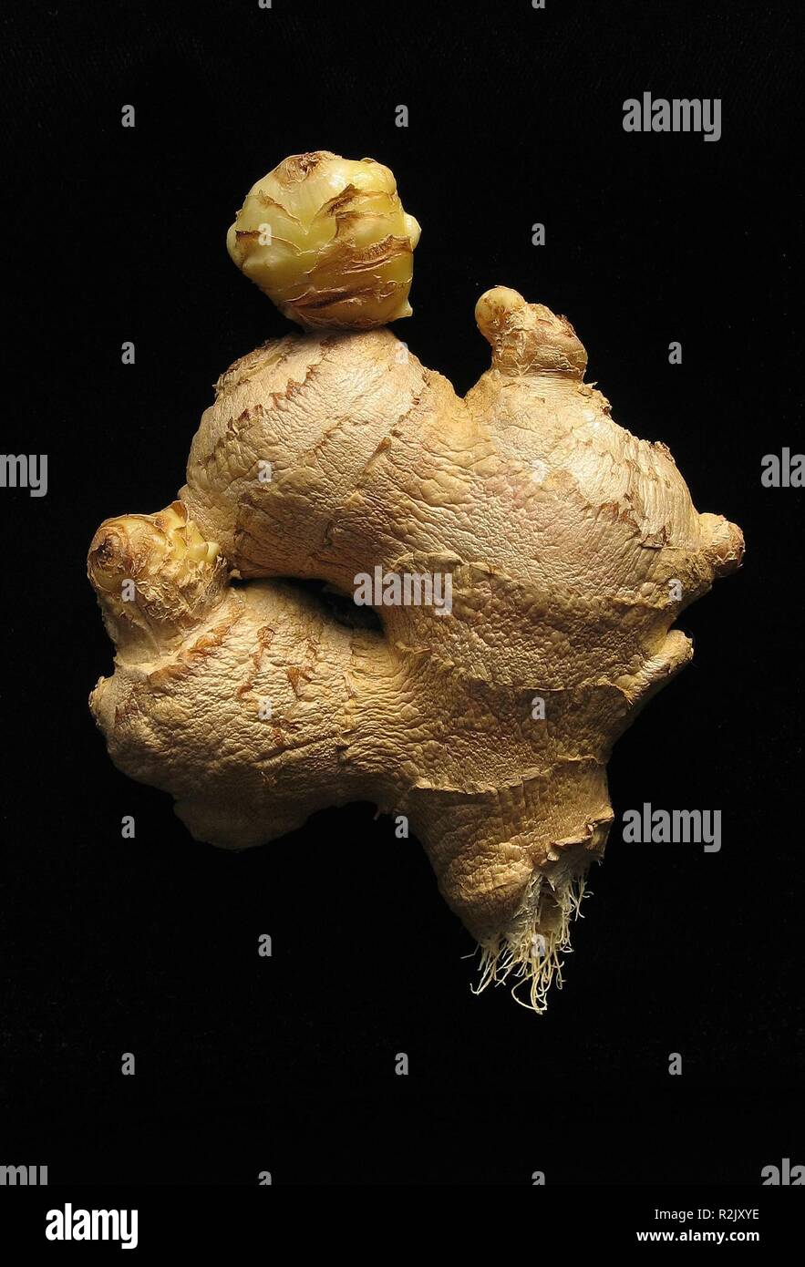 ginger bulb on black Stock Photo - Alamy