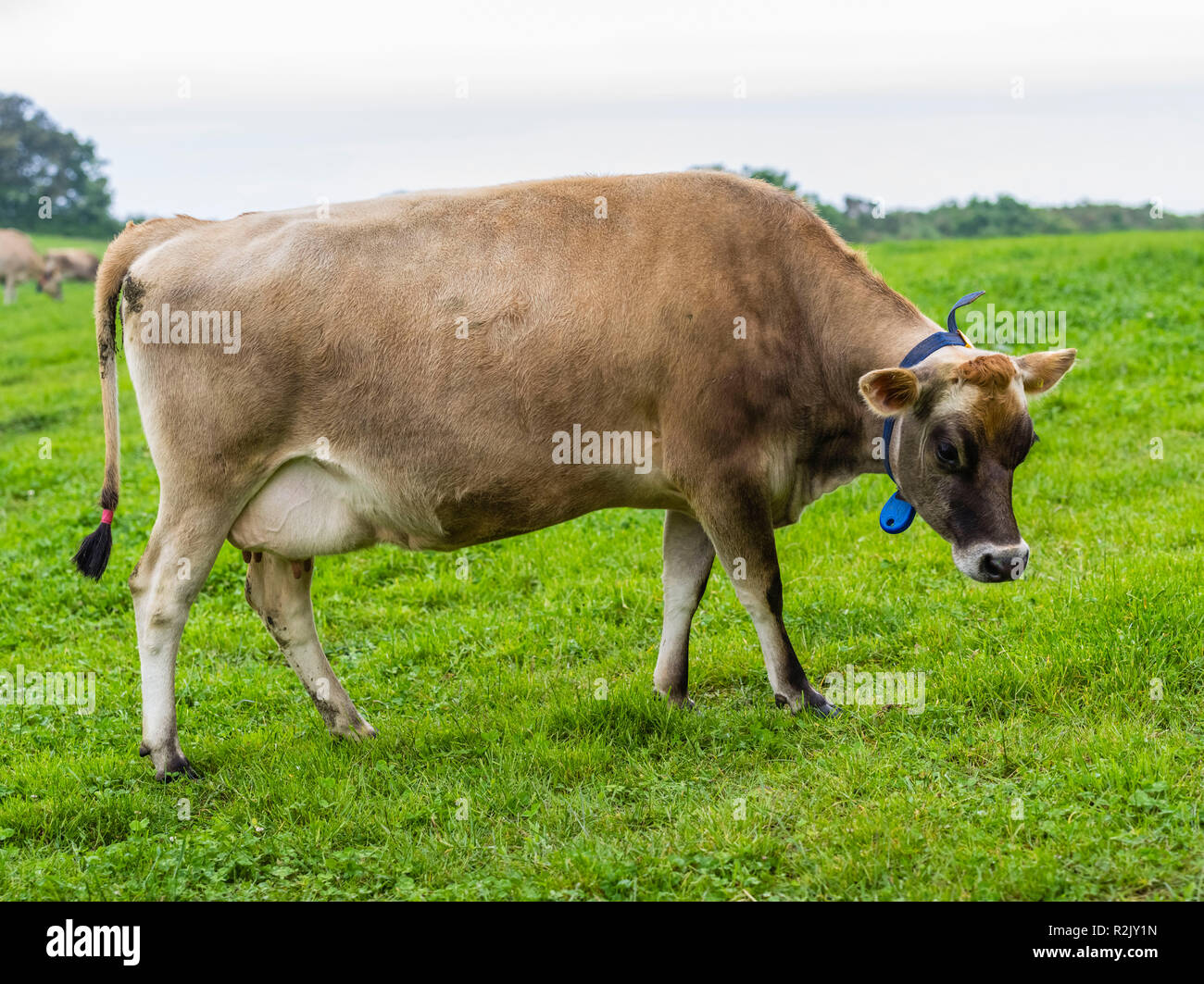 Jersey cow on the pasture Stock Photo - Alamy