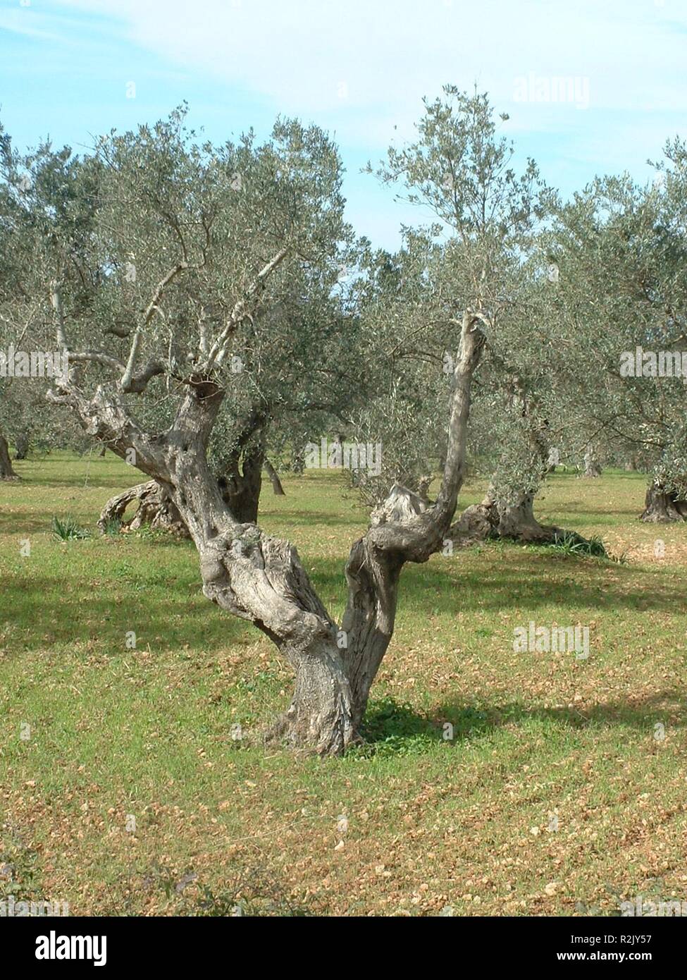 bizarre olive tree Stock Photo - Alamy