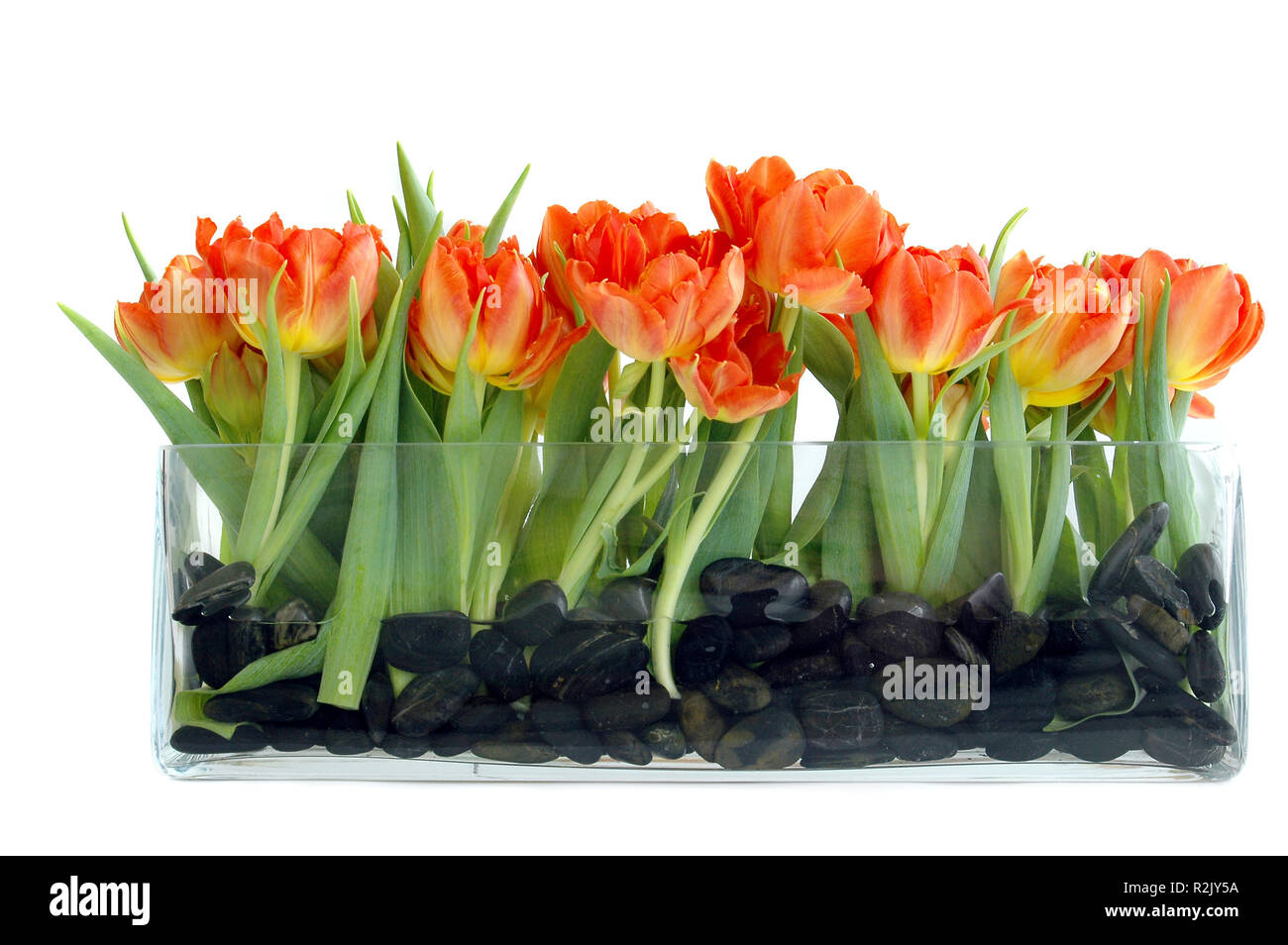 spring tulips 1 Stock Photo - Alamy