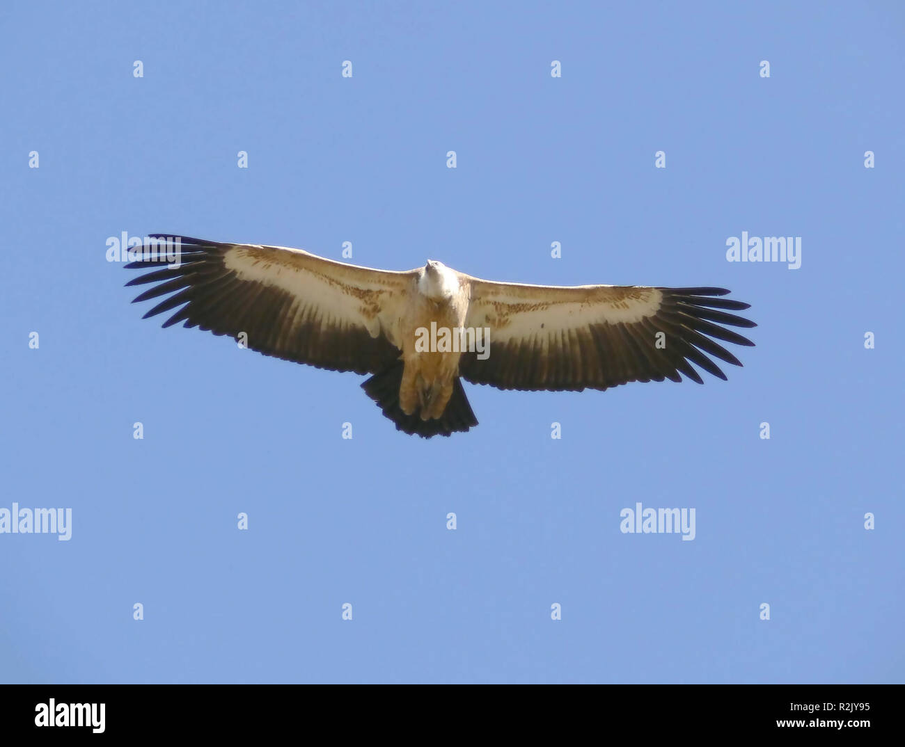 Powerful wings hi-res stock photography and images - Alamy