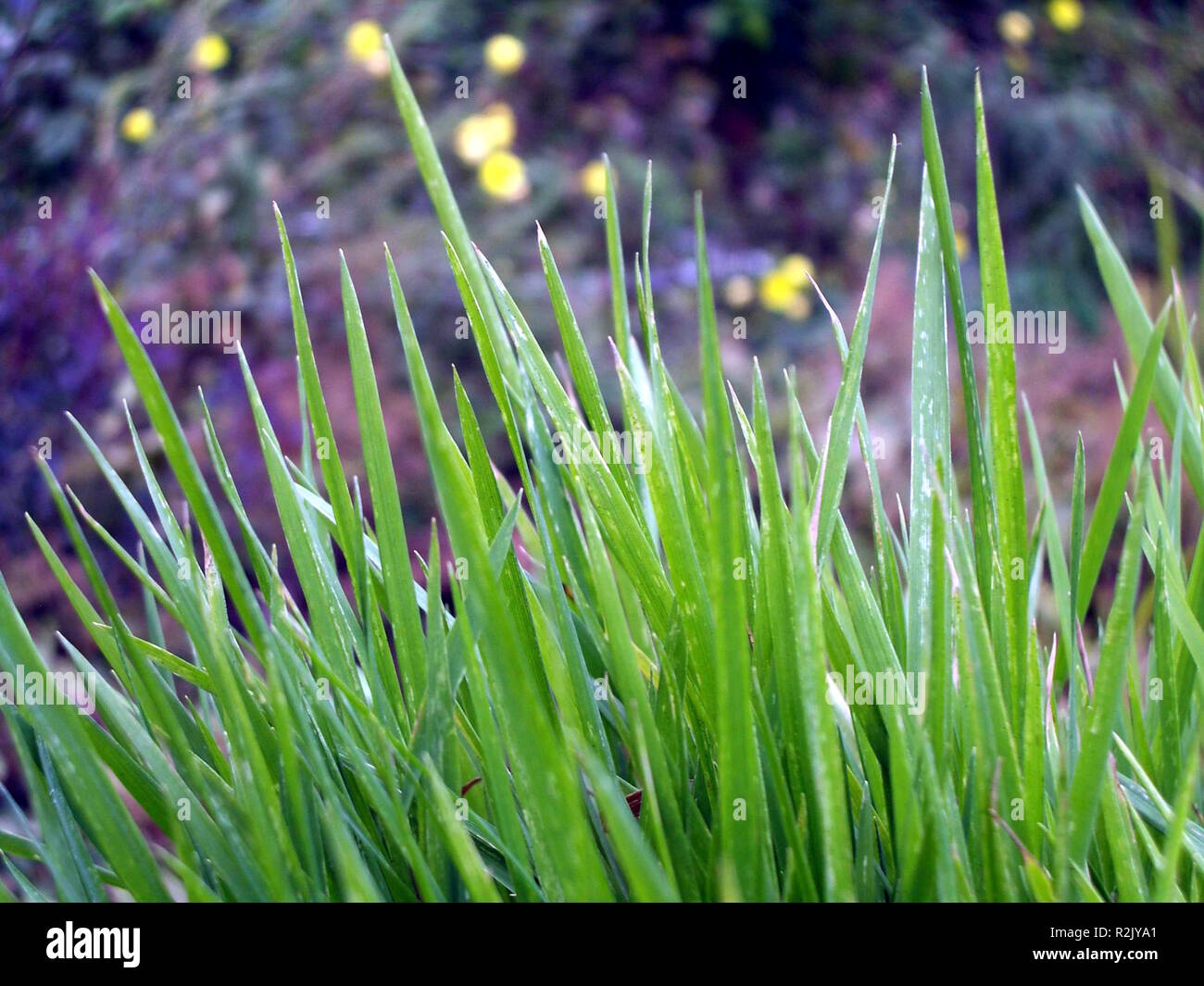 Bamboo weed hi-res stock photography and images - Alamy