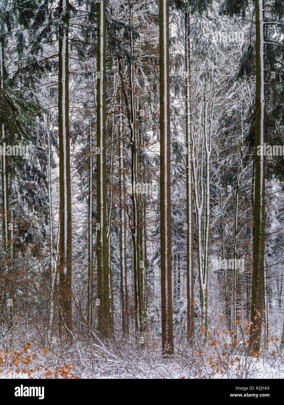 Parallel forest hi-res stock photography and images - Alamy