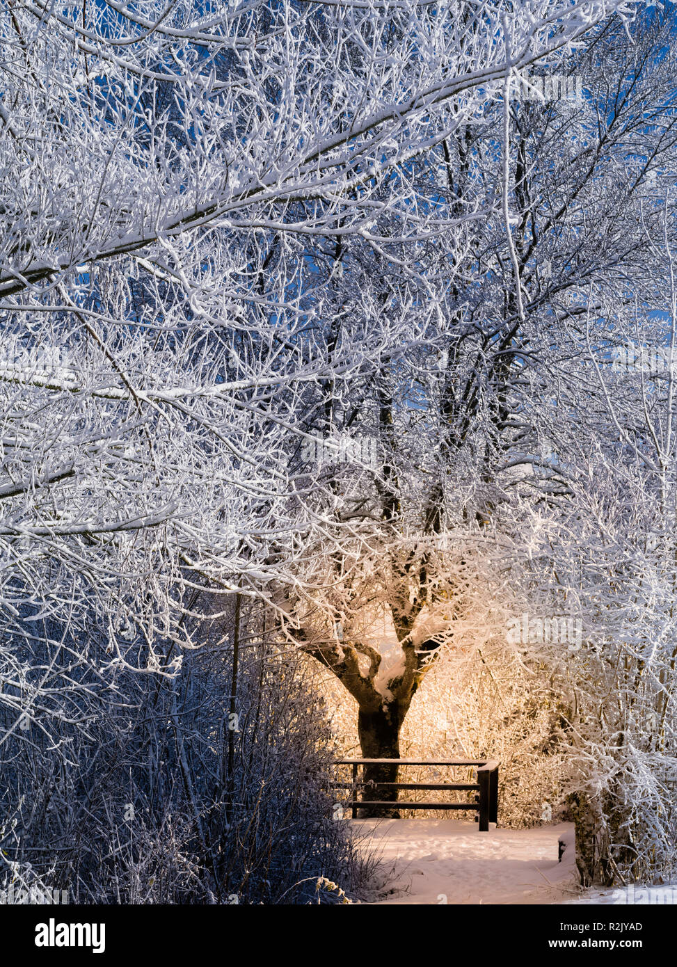 Winter fairytale forest with light sparkle Stock Photo - Alamy