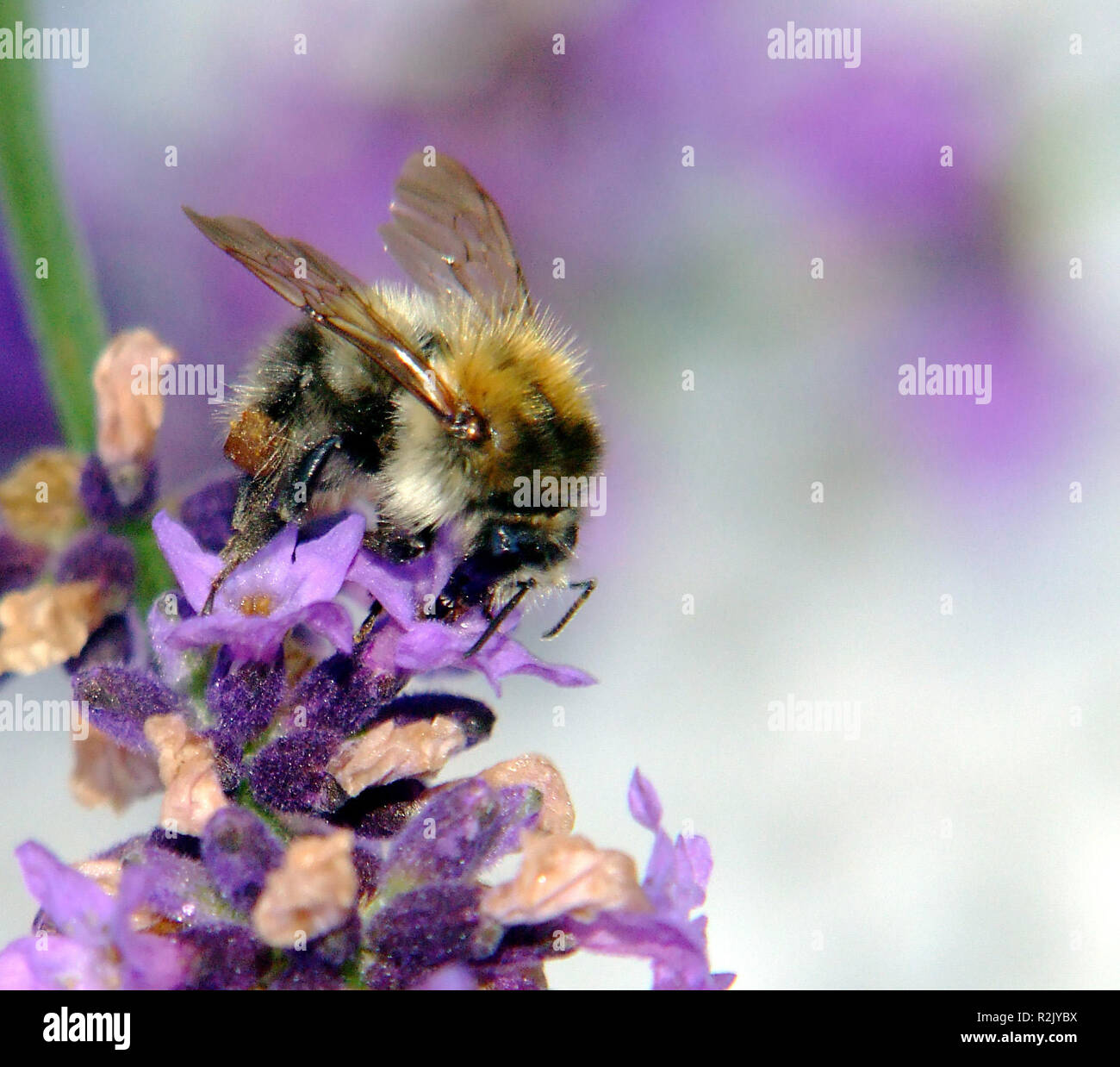 Back view of bumblebee hi-res stock photography and images - Alamy