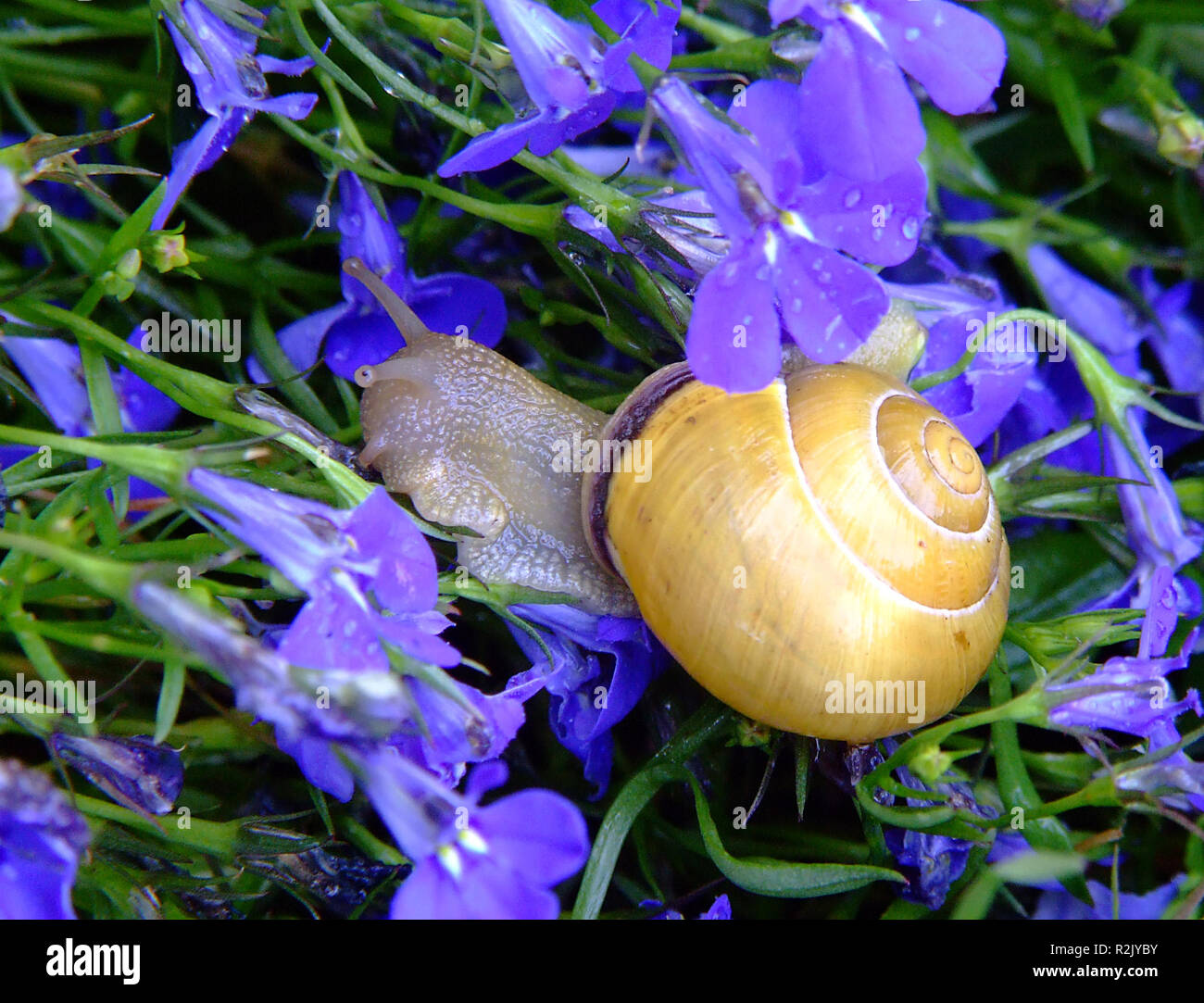 Slug movement hi-res stock photography and images - Alamy