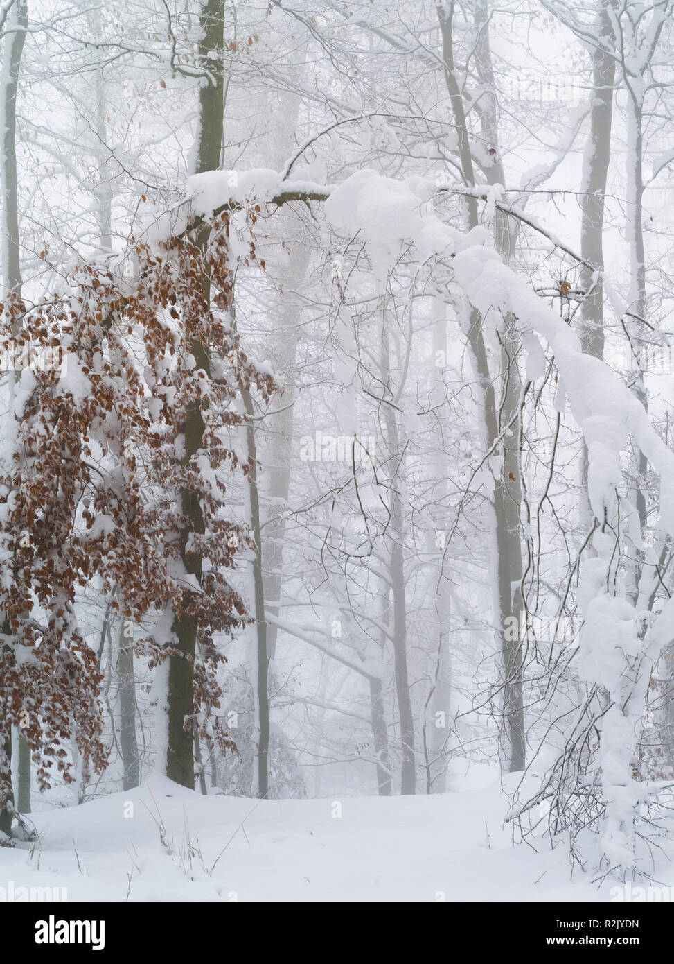 Misty mood in the winter forest hi-res stock photography and images - Alamy