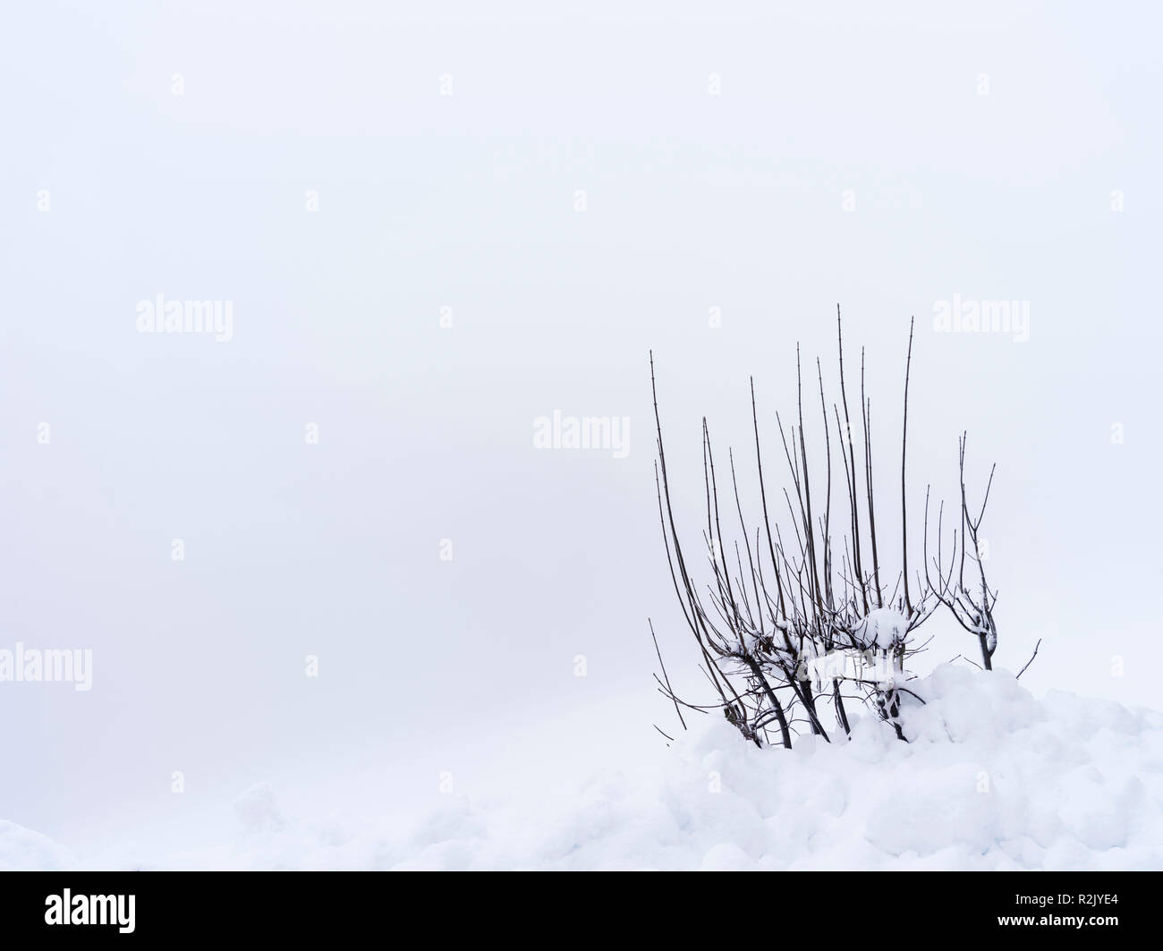 Bald willow branches in the snow as a cut out hi-res stock photography ...