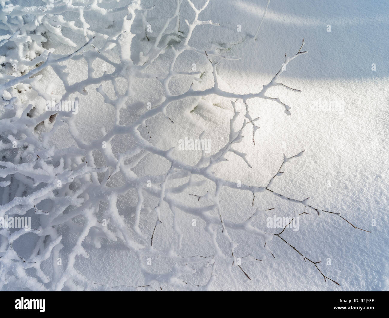 Detail of a frozen branch Stock Photo - Alamy