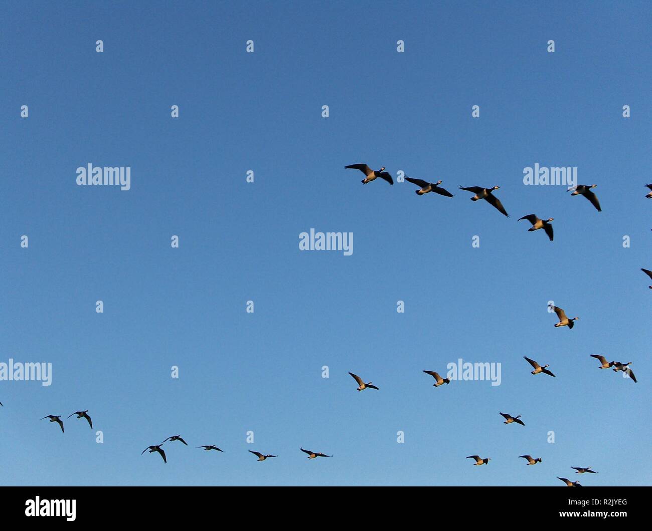 Birds evening flight at sunset hi-res stock photography and images - Alamy