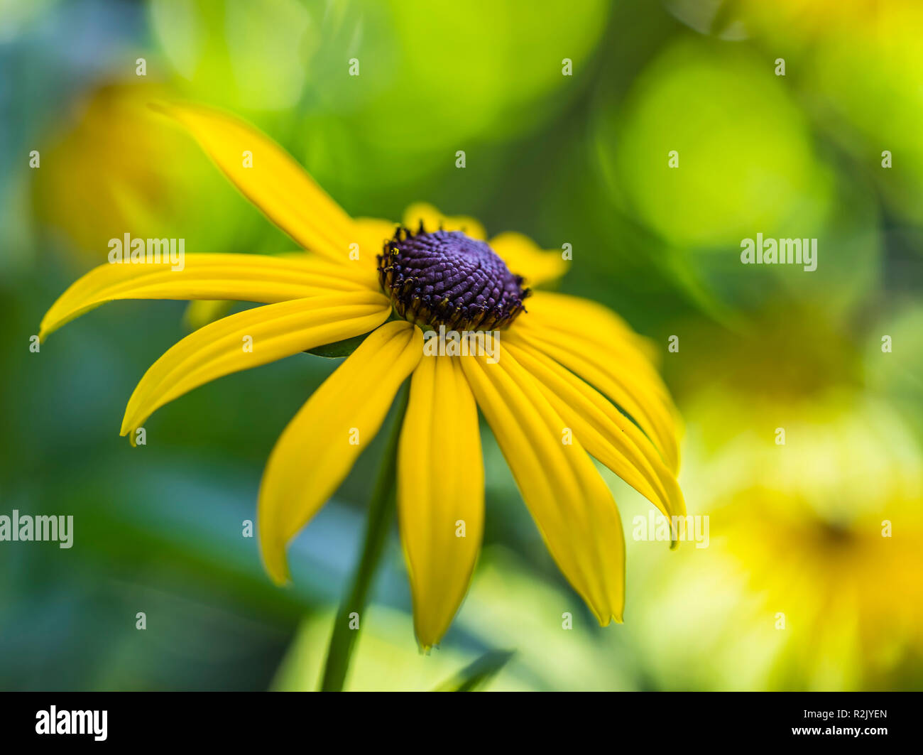Yellow flower with bokeh background hi-res stock photography and images ...