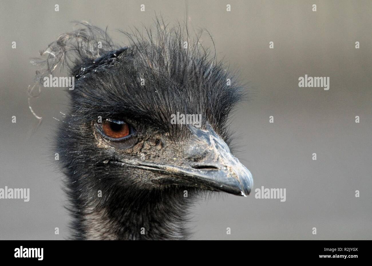 Barber animals hi-res stock photography and images - Alamy