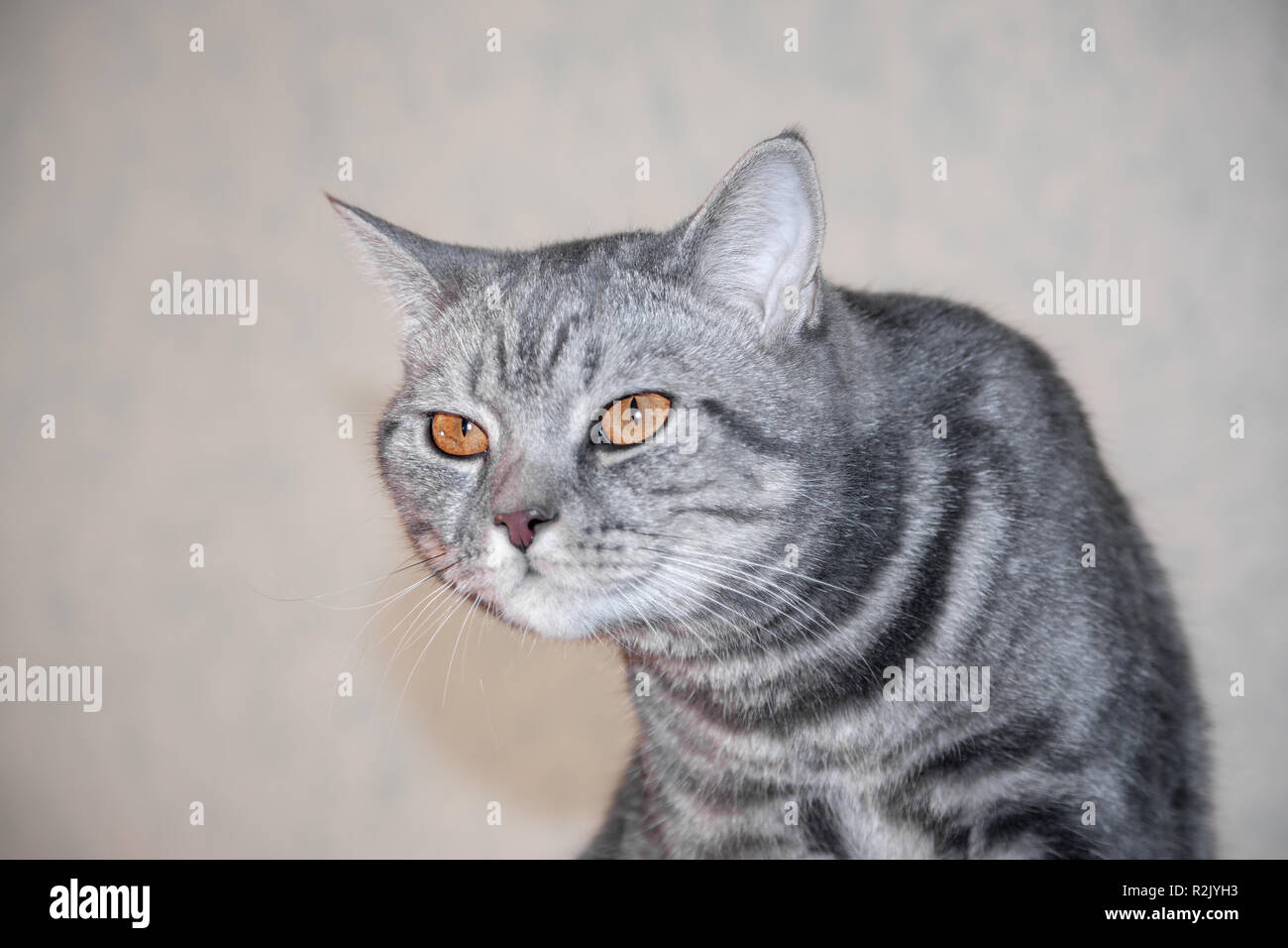 Hump Of The Cat High Resolution Stock Photography and Images - Alamy
