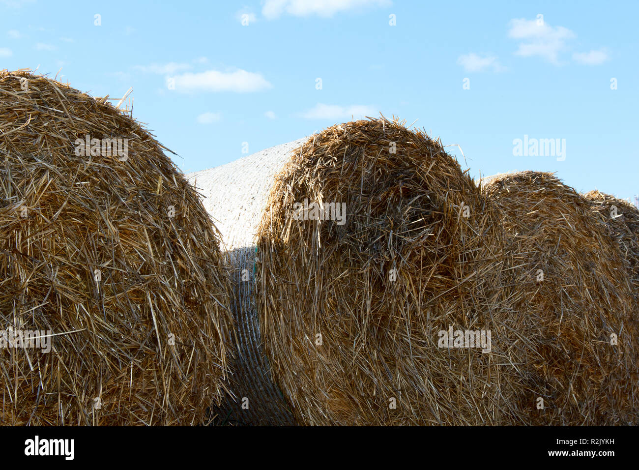 Hay plant hi-res stock photography and images - Alamy