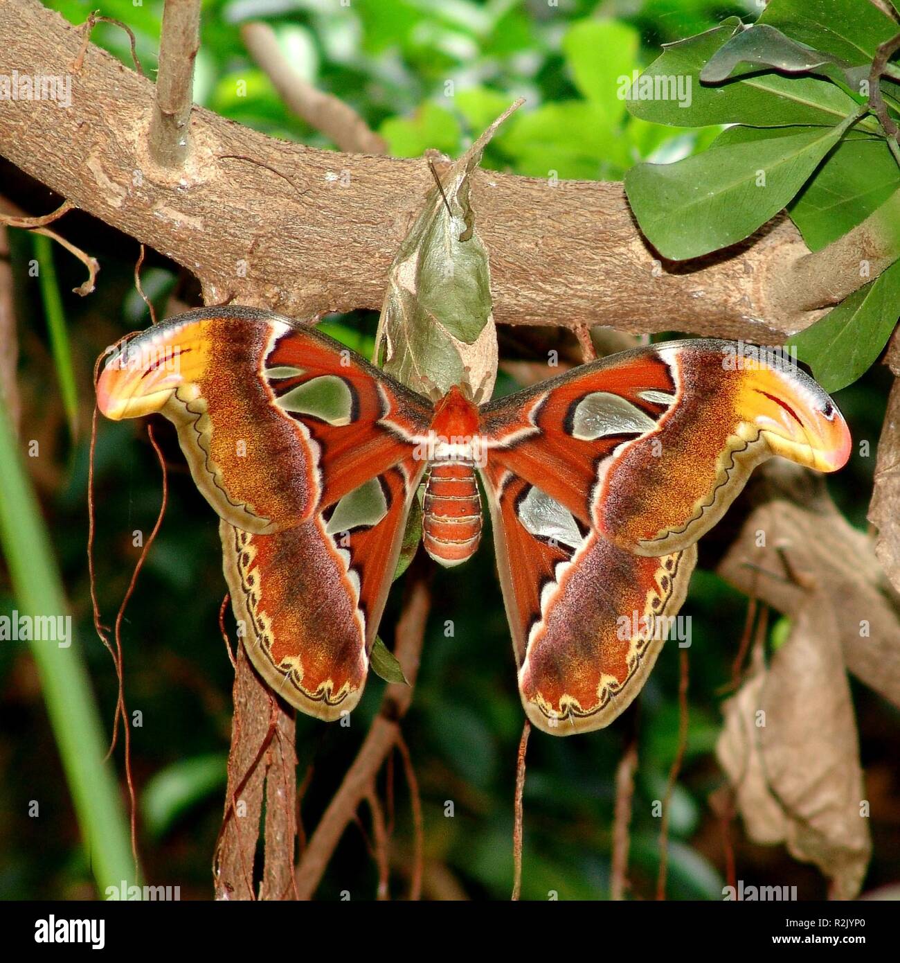 Atlas butterfly hi-res stock photography and images - Alamy