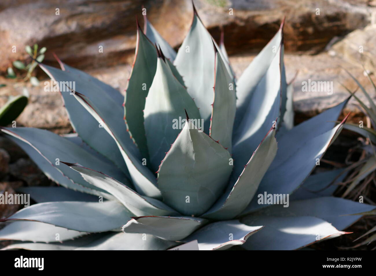 Agave flexispina hi-res stock photography and images - Alamy
