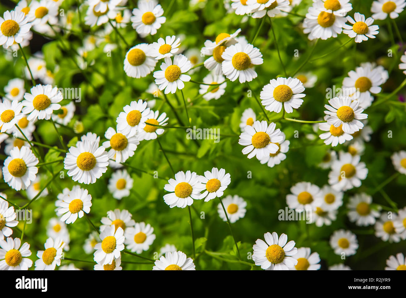 Big daisy hi-res stock photography and images - Alamy