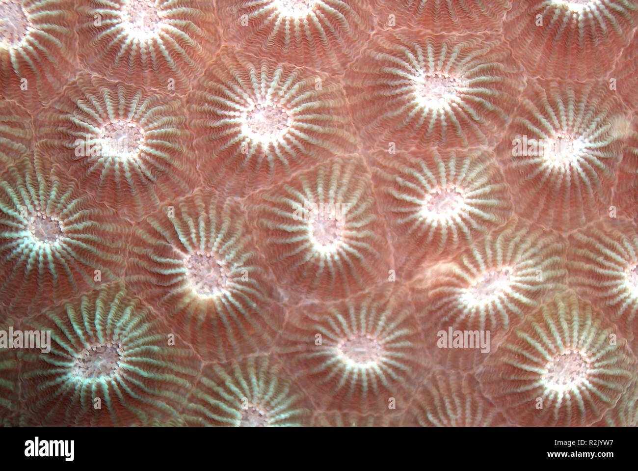 Coral polyps great barrier reef hi-res stock photography and images - Alamy