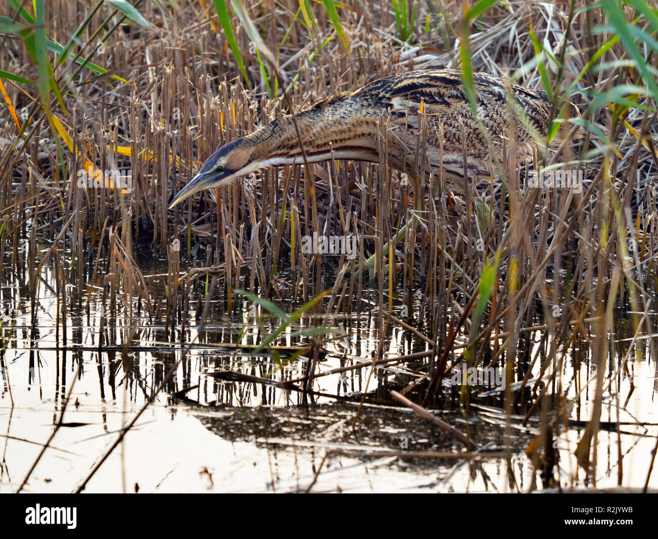 Bittern Botaurus stellaris feeding Minsmere RSPB reserve Suffolk ...
