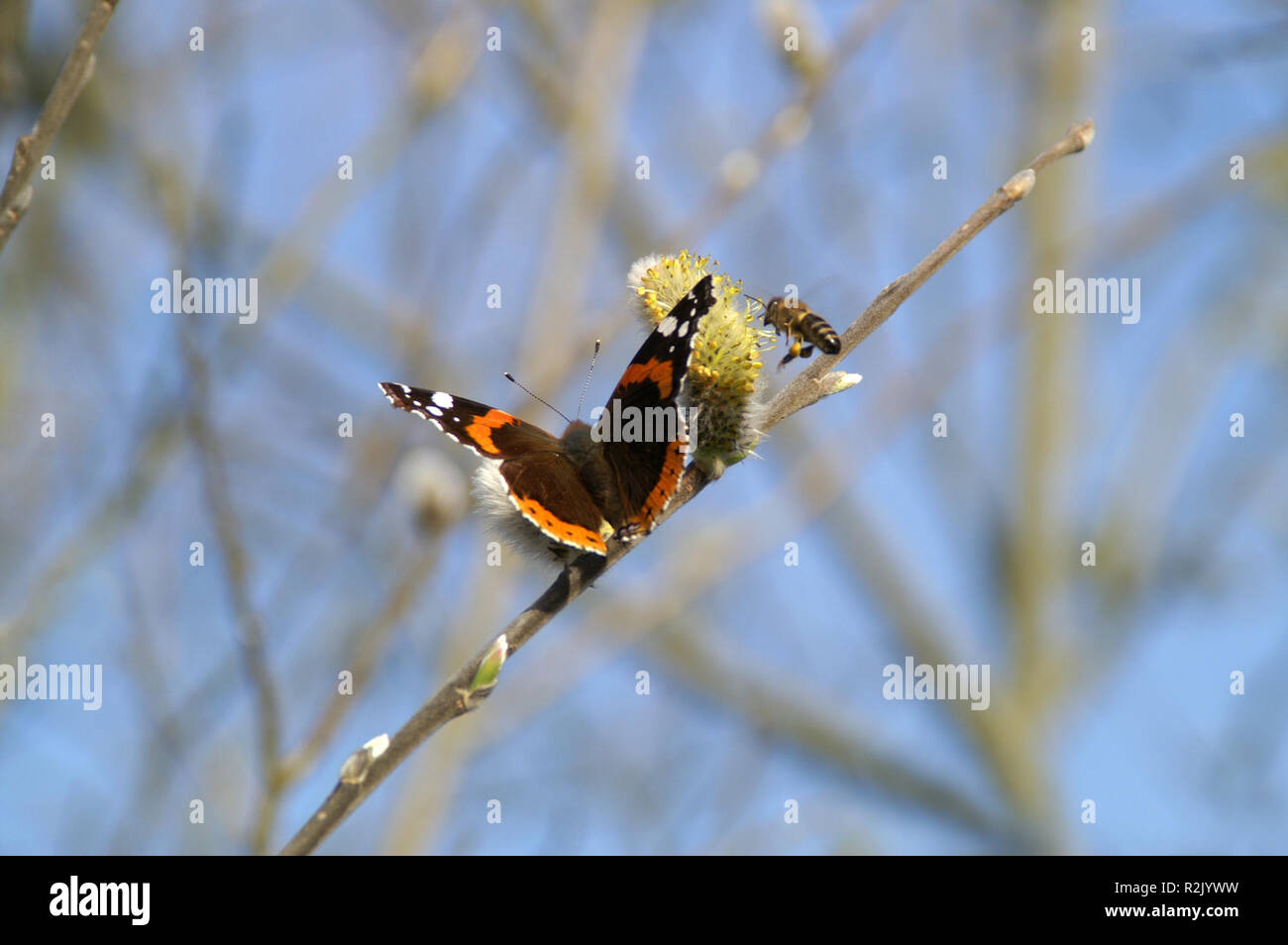 spring on the march Stock Photo - Alamy