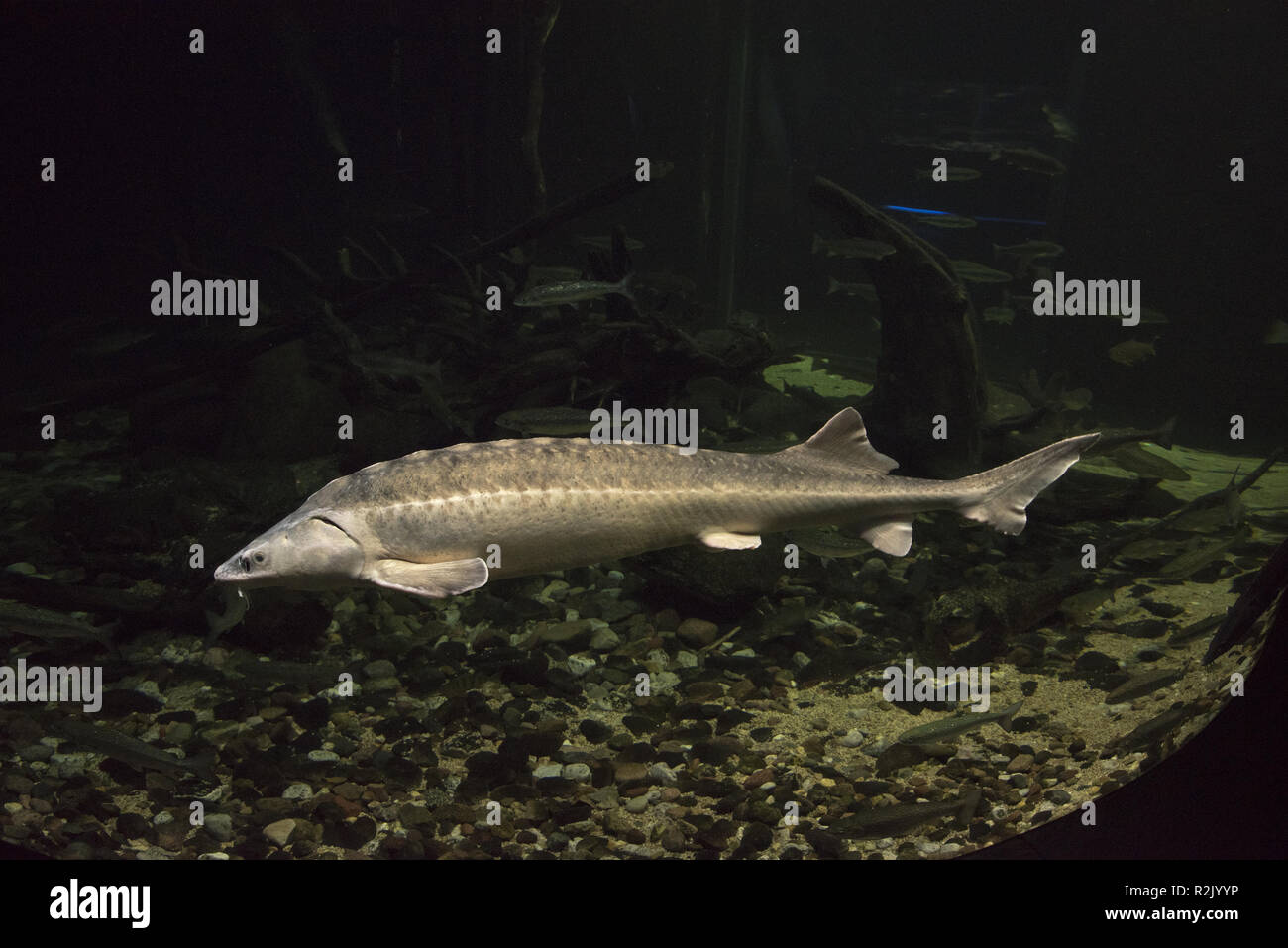 Atlantic sturgeon hi-res stock photography and images - Alamy