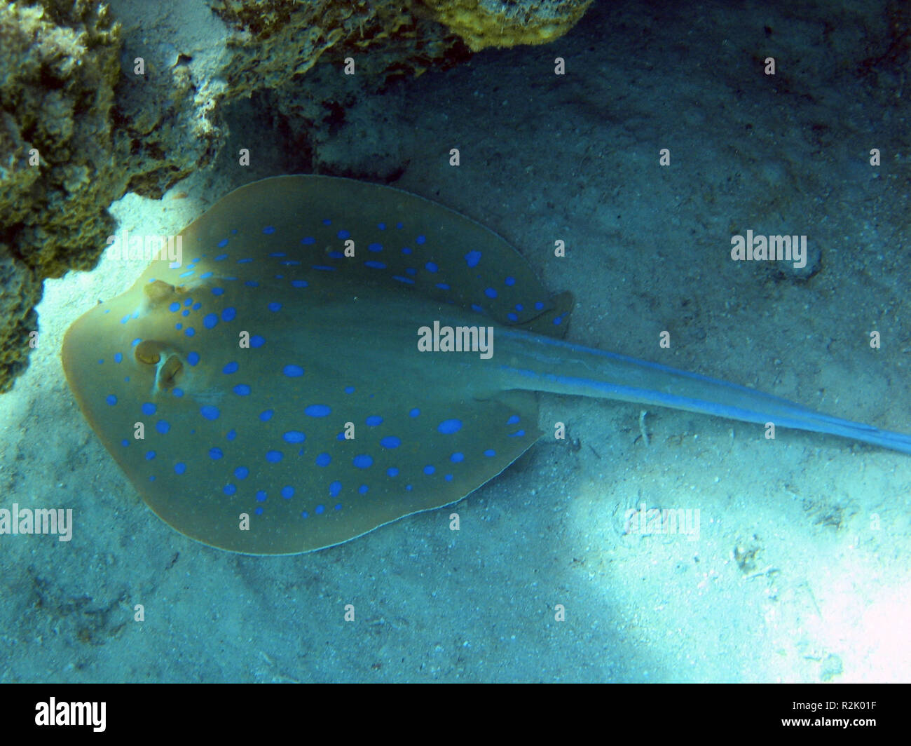 Blaupunkt rochen hi-res stock photography and images - Alamy