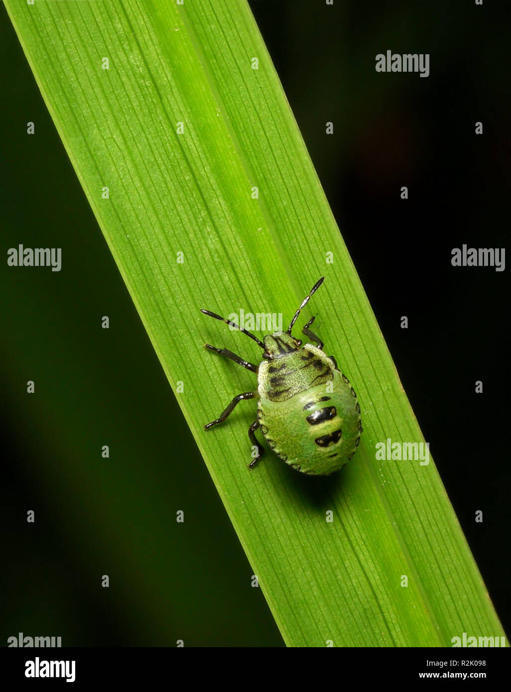 larvae of the green stink bug Stock Photo - Alamy