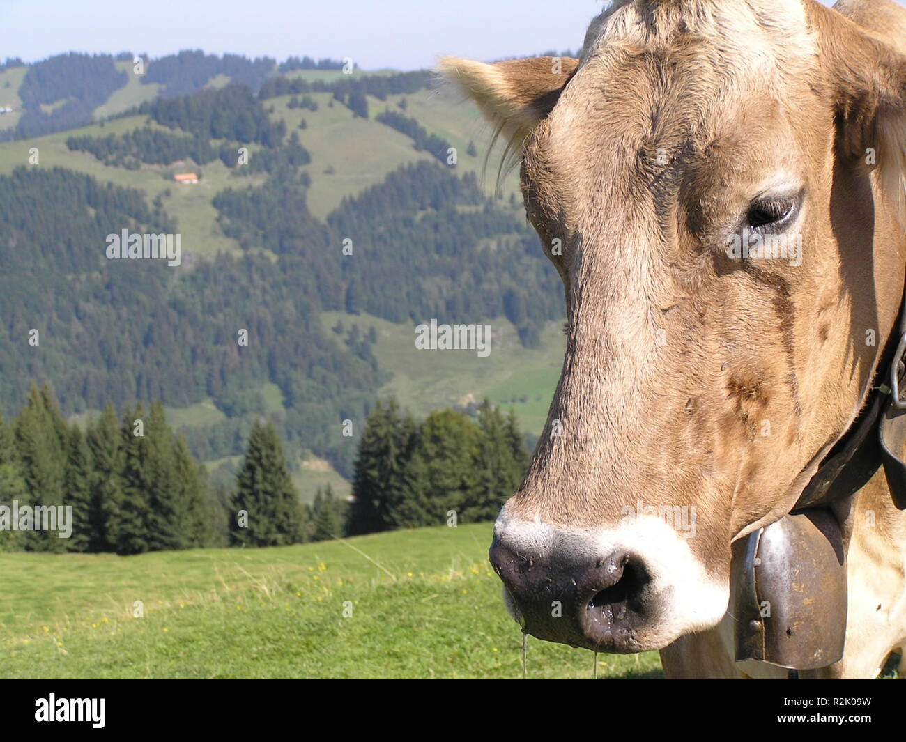 Kuhglocke hi-res stock photography and images - Alamy