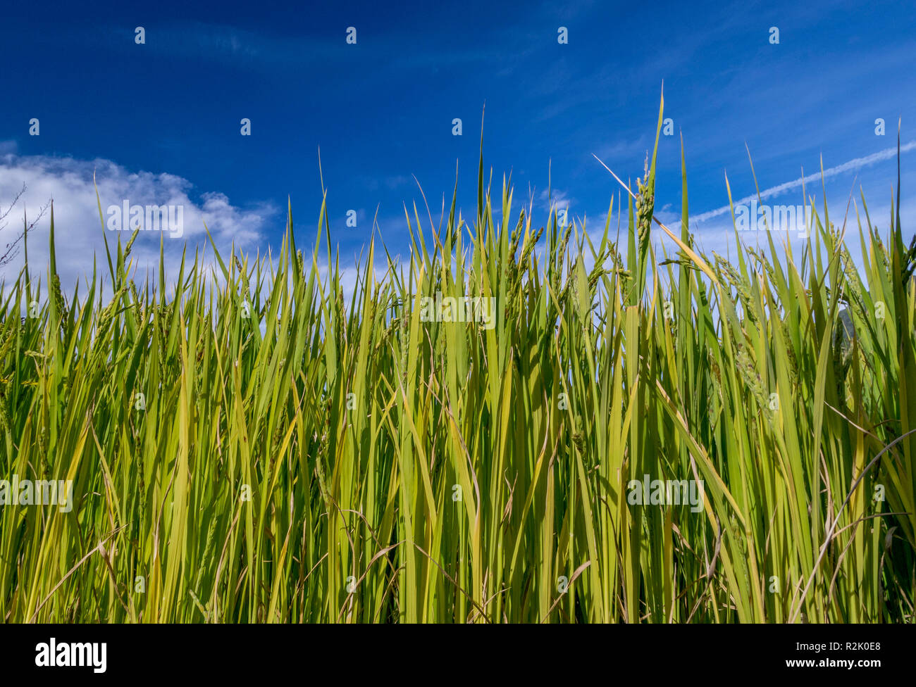 Rice field in the gardens of trauttmansdorff castle hi-res stock ...