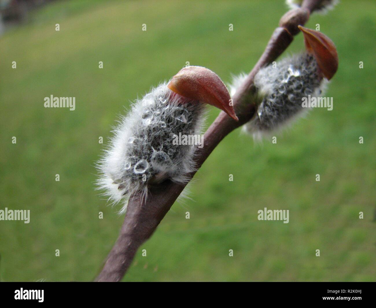 Ka ppchen hi-res stock photography and images - Alamy