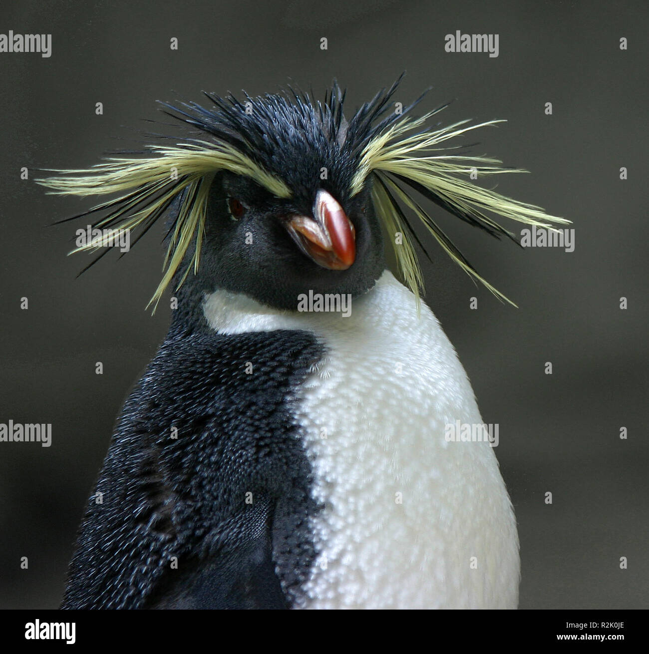 Scatterbrain hi-res stock photography and images - Alamy