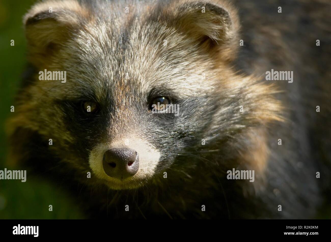 Marderhund enok animal hi-res stock photography and images - Alamy