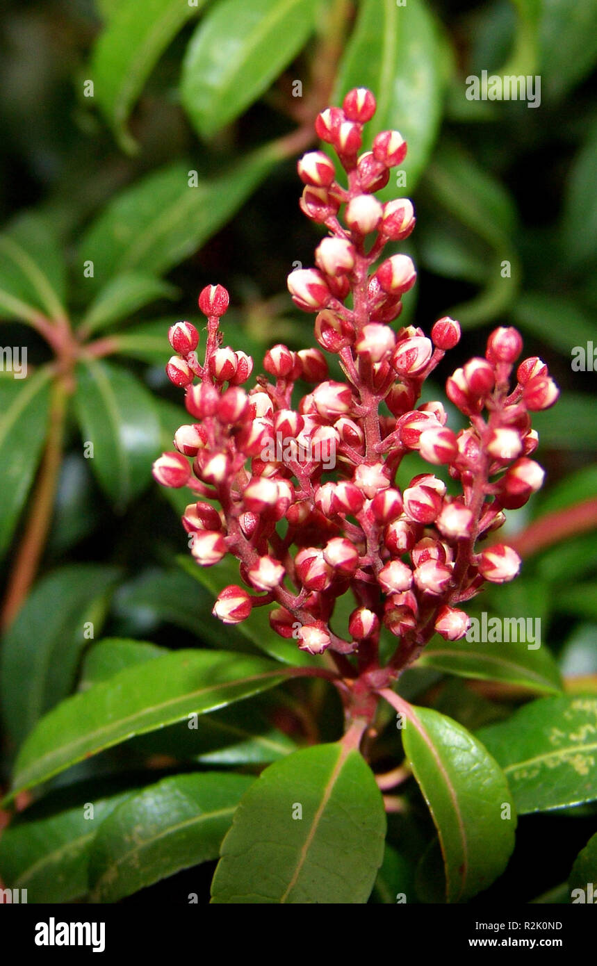 pieris - pieris Stock Photo - Alamy