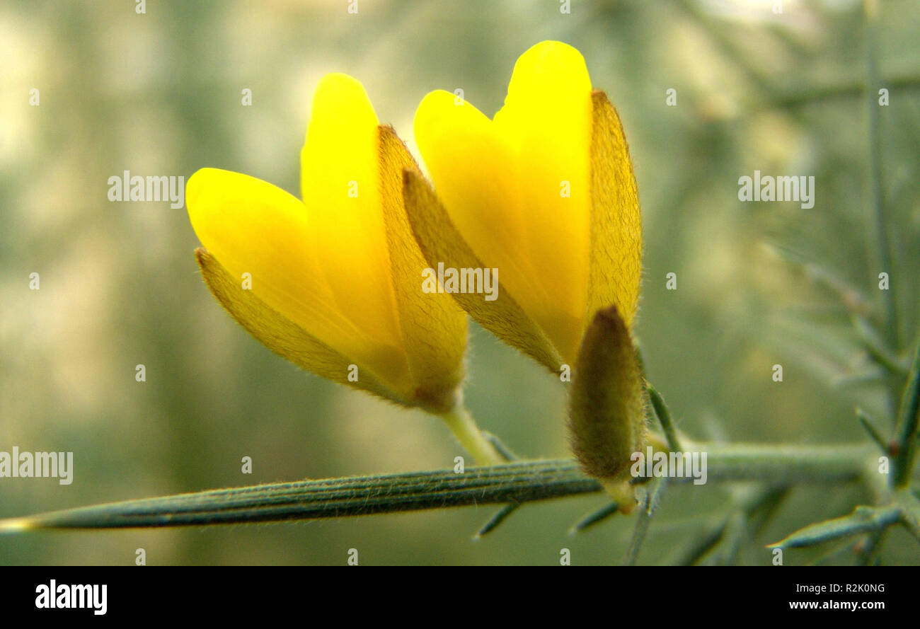 Ulex europaeus garden hi-res stock photography and images - Alamy
