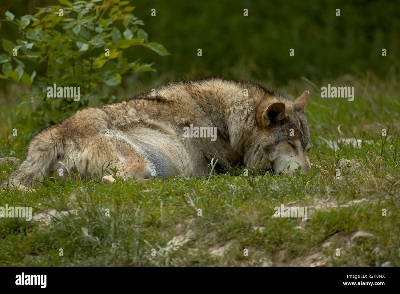 Europa ischer wolf hi-res stock photography and images - Alamy