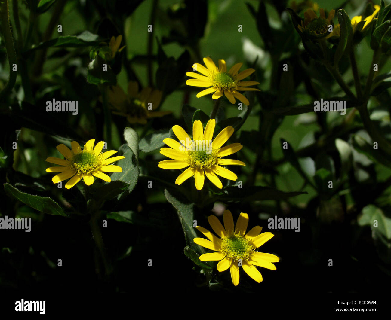 Aztec gold hi-res stock photography and images - Alamy