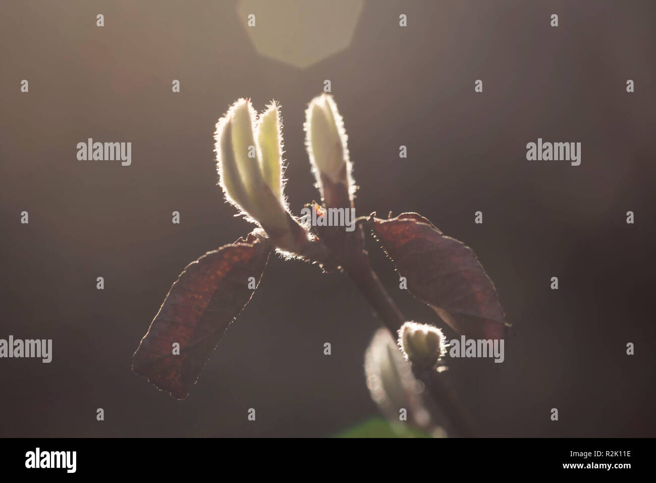 Plant shoot hi-res stock photography and images - Alamy