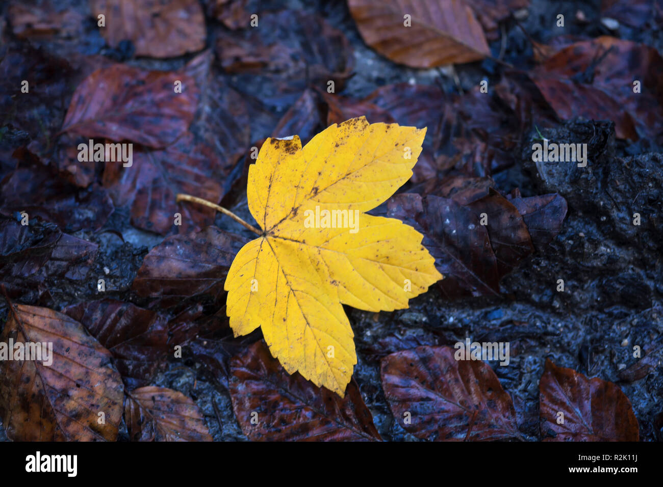 Yellow leaf hi-res stock photography and images - Alamy