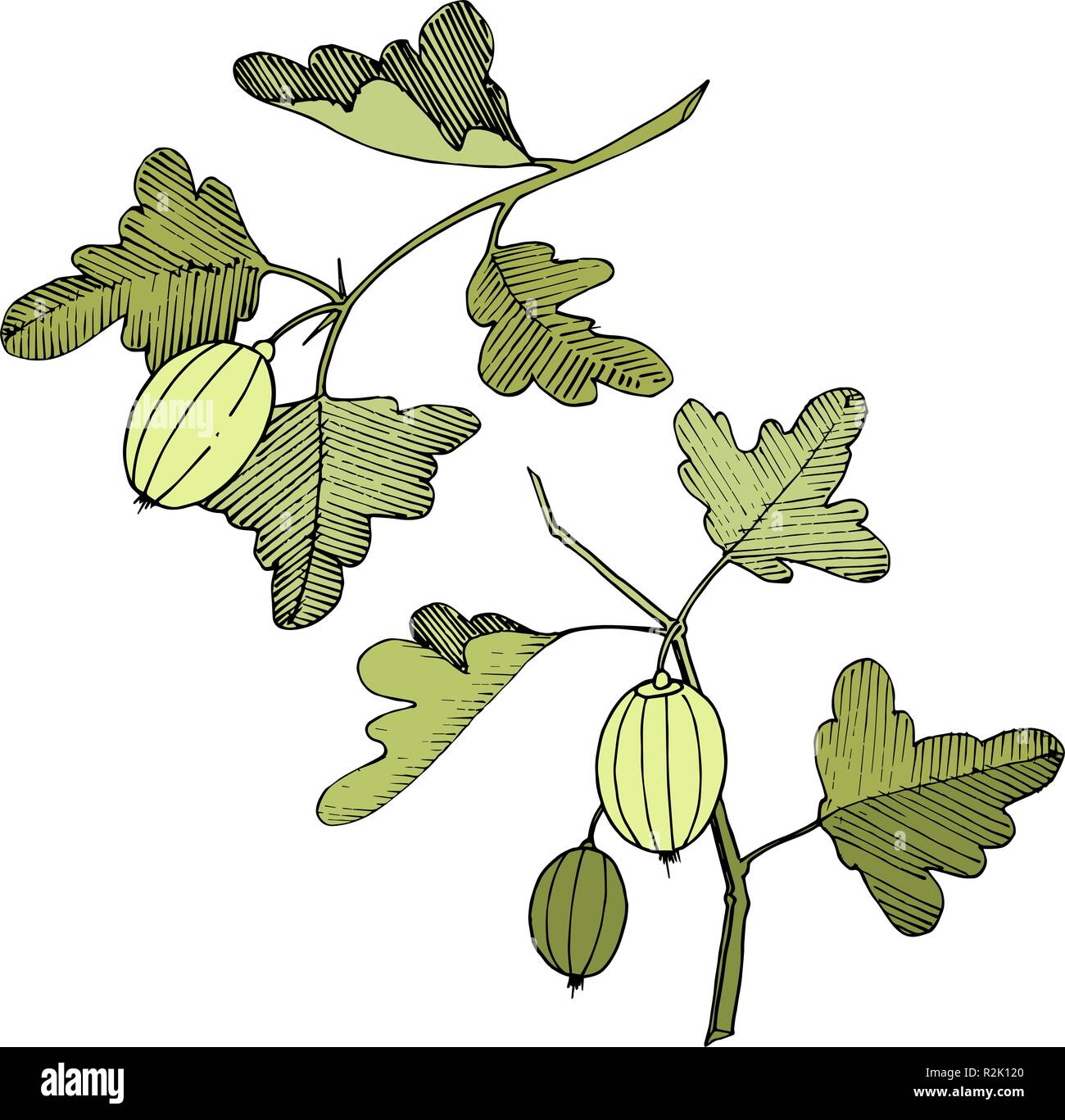 Vector. Black and white engraved ink art. Isolated gooseberry il Stock ...