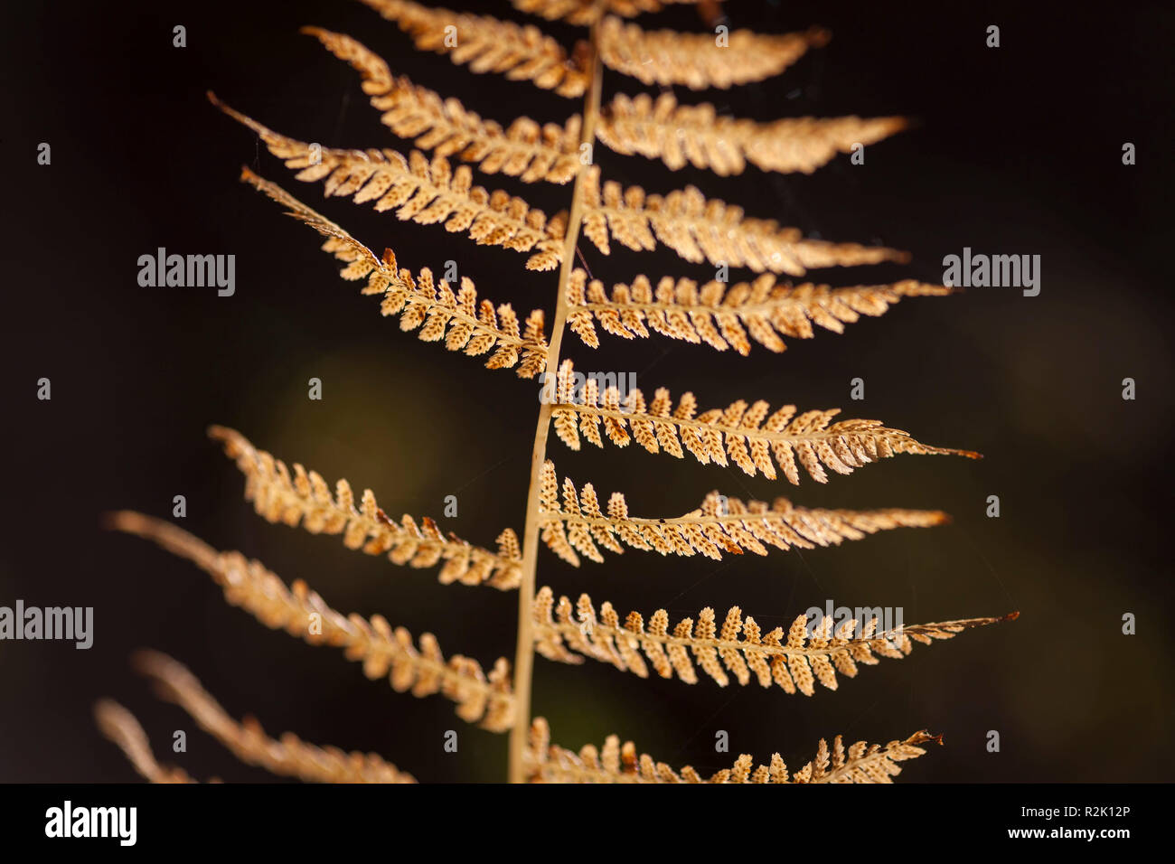 Close up fern hi-res stock photography and images - Alamy