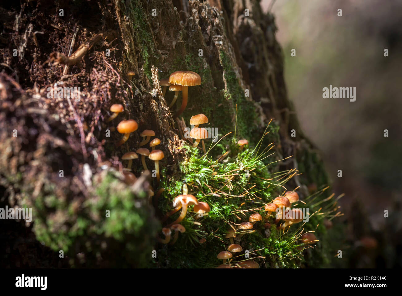 Up close fungi hi-res stock photography and images - Alamy