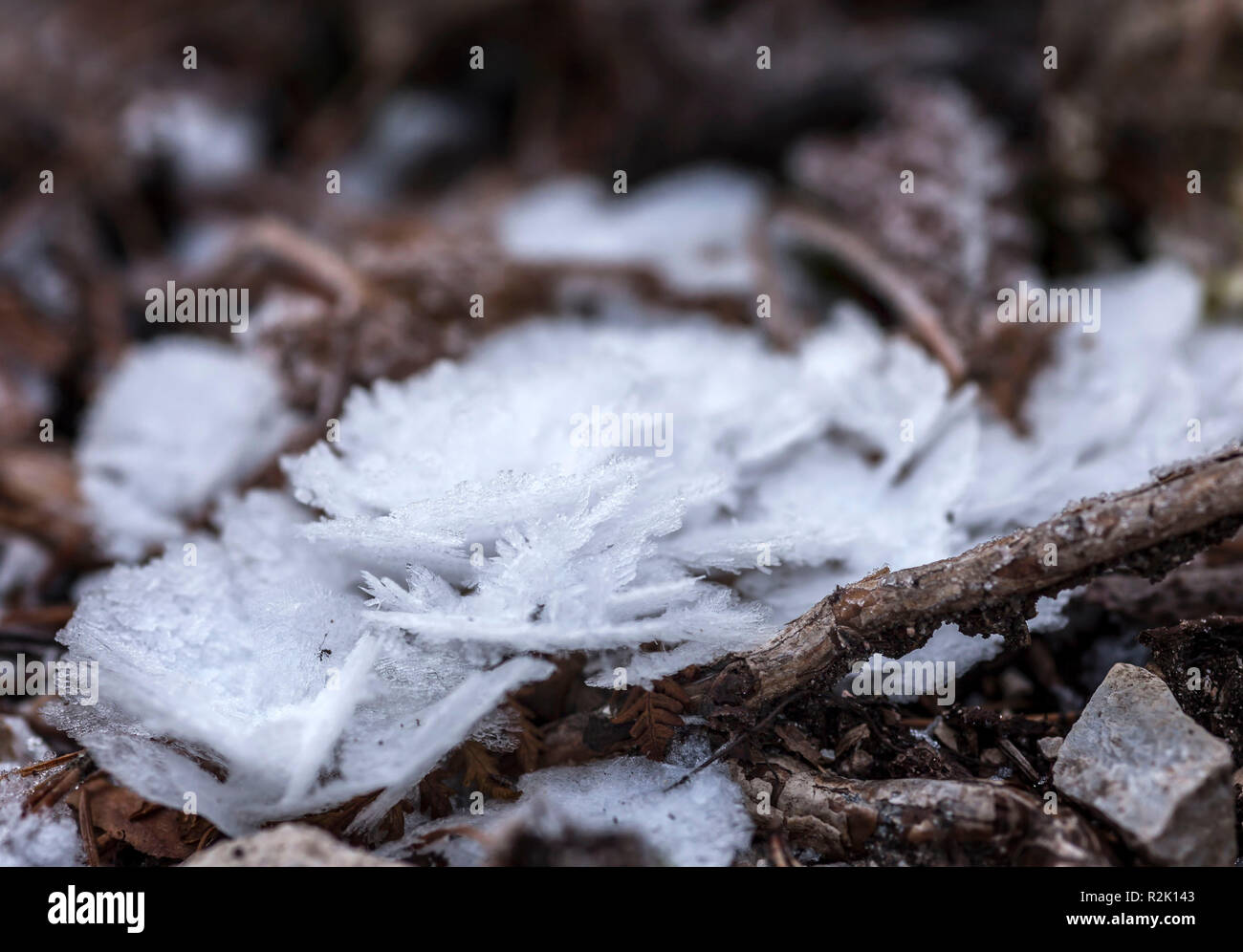 Close up, hoarfrost Stock Photo - Alamy