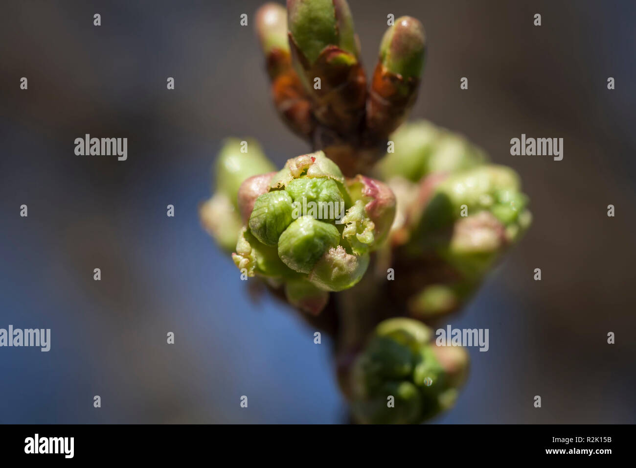 Close up, branch, buds Stock Photo - Alamy