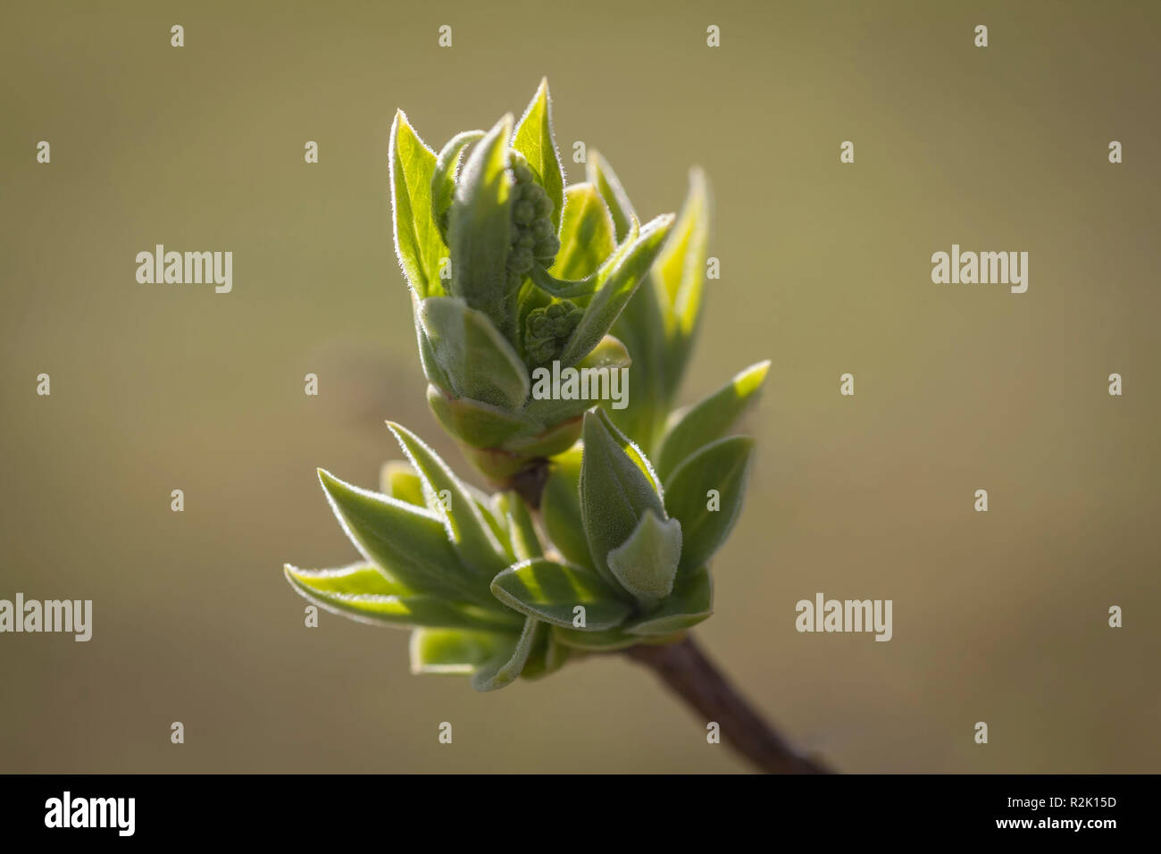 Close up, branch, buds Stock Photo - Alamy Close up, branch, buds Stock Photo - Alamy