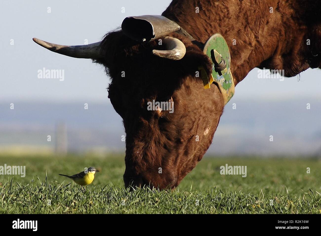 Courageous little bird hi-res stock photography and images - Alamy